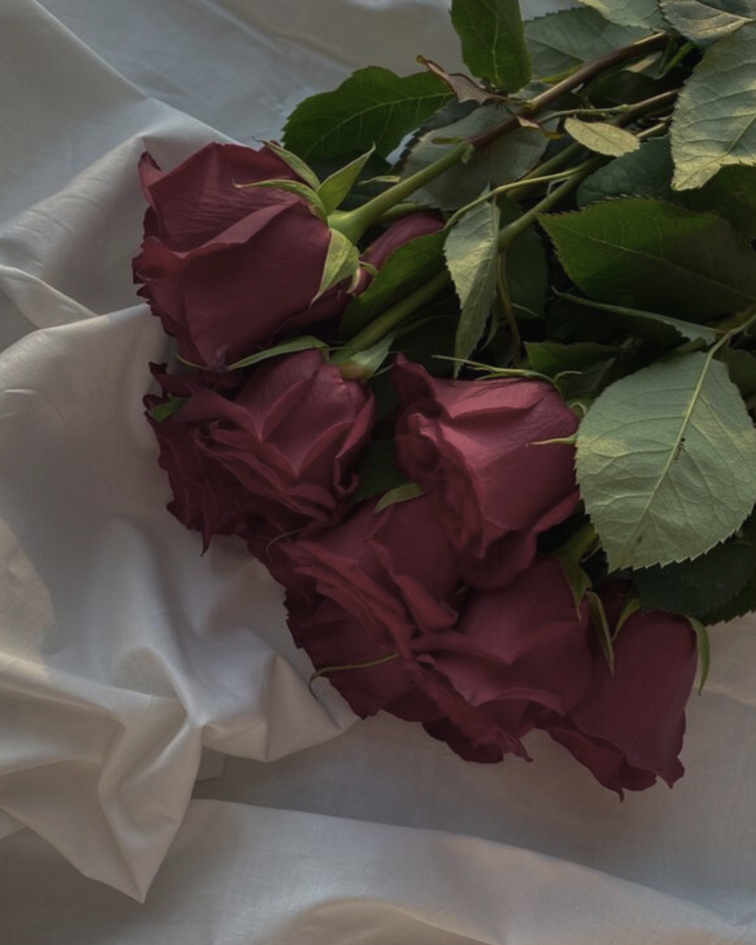 Lover Collection – Pink Valor